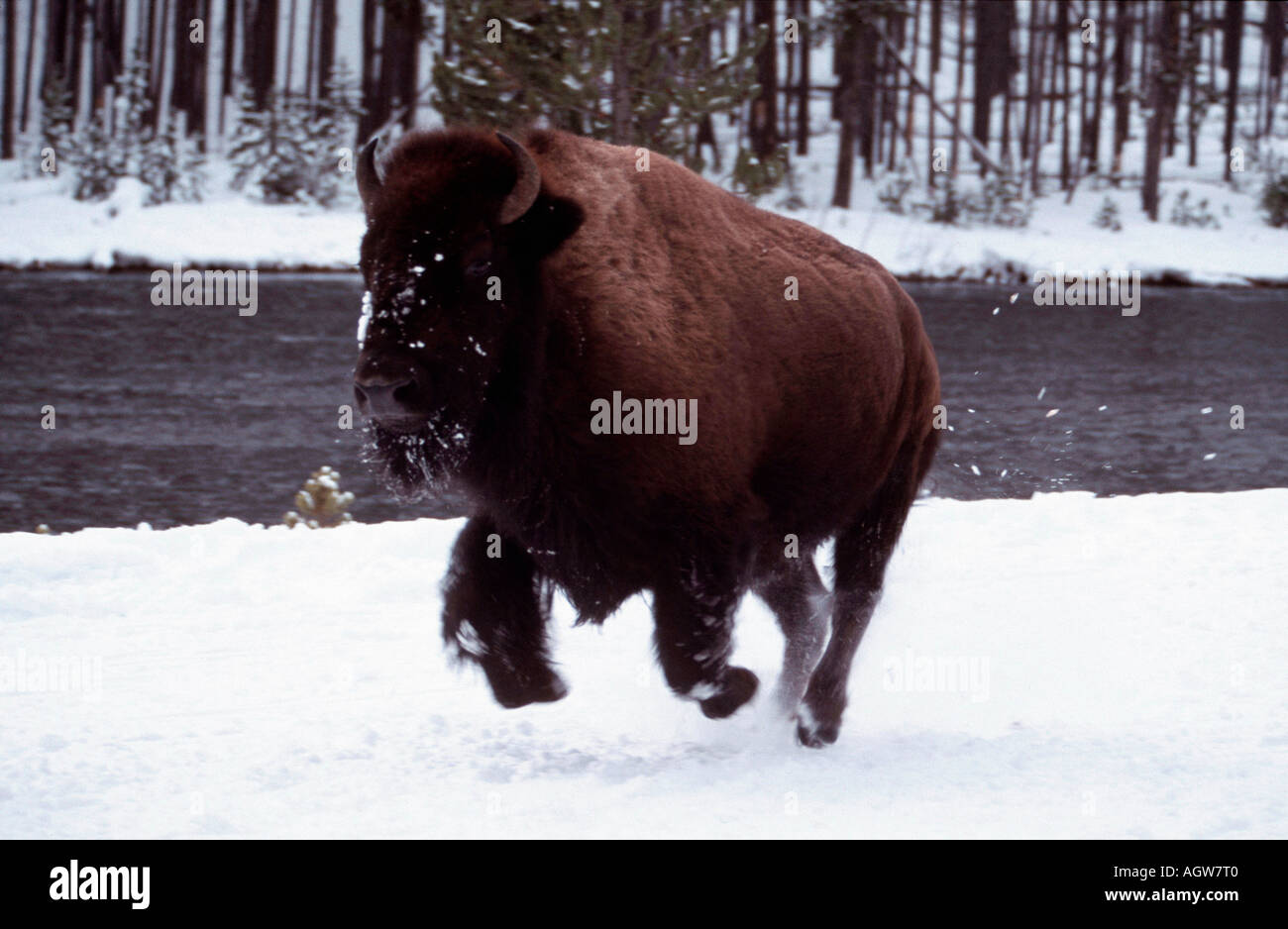 American Bison / Bison Stock Photo - Alamy