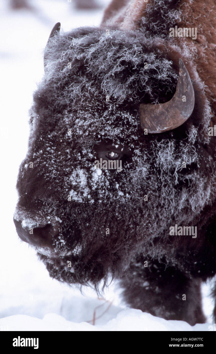 American Bison / Bison Stock Photo - Alamy