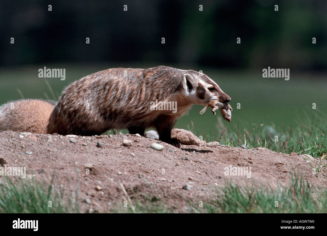 American badger prey hi-res stock photography and images - Alamy