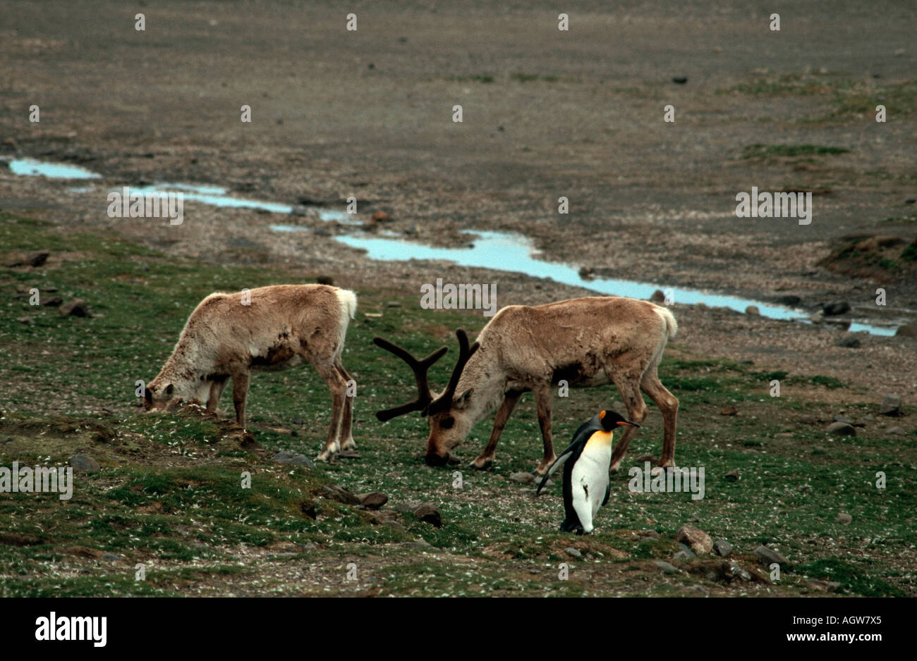 Reindeer and King Penguin Stock Photo - Alamy