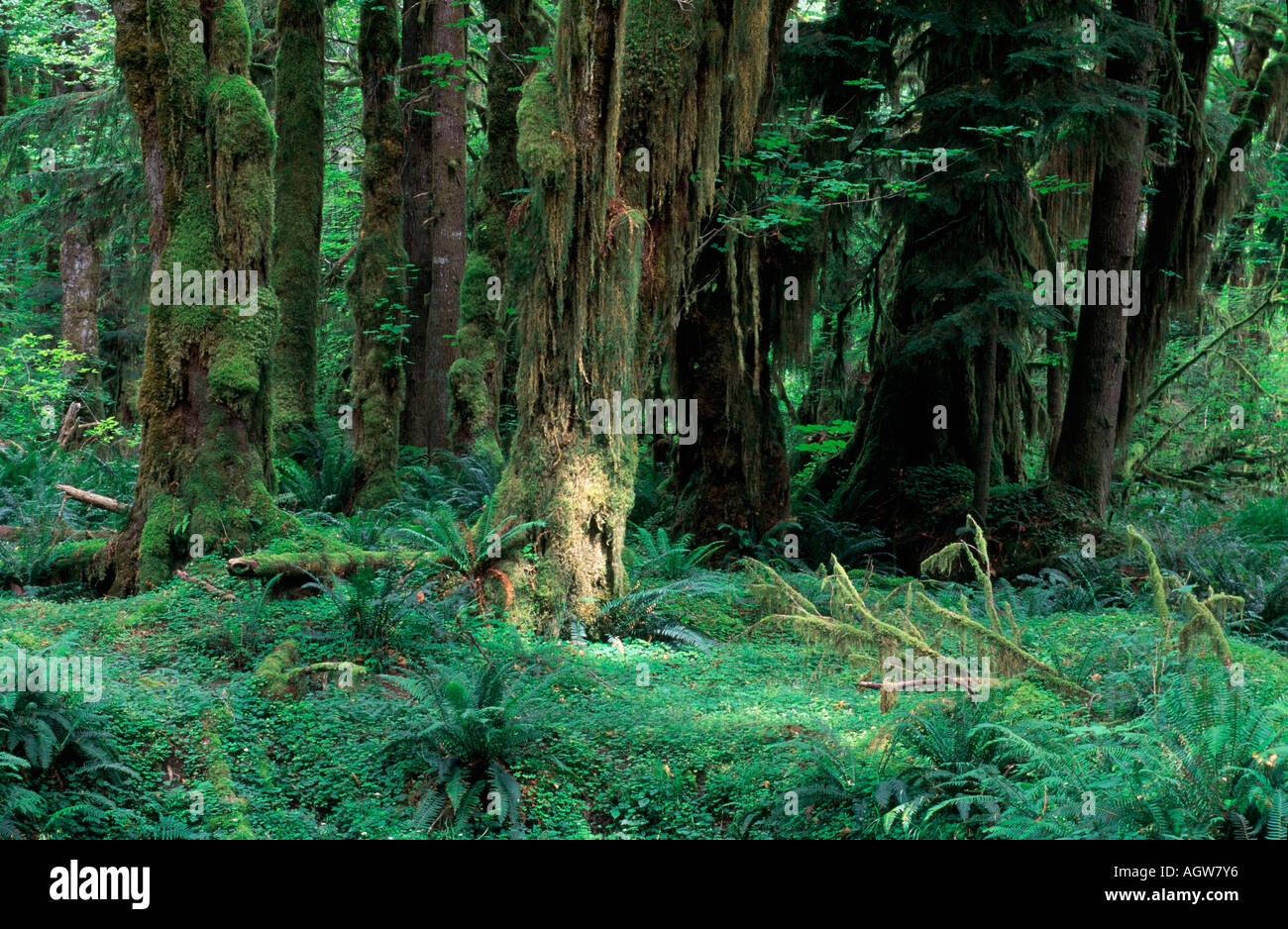 Temperate Rain Forest Stock Photo - Alamy