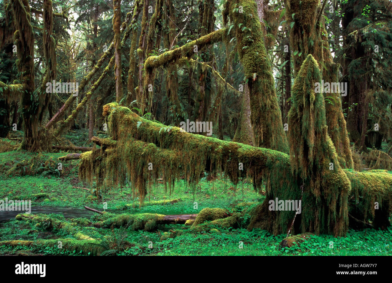 Temperate Rain Forest Stock Photo - Alamy