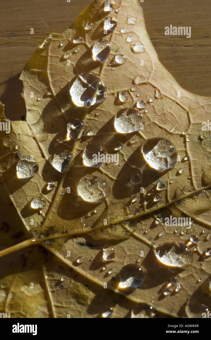 Water droplets on dried leaf Stock Photo - Alamy