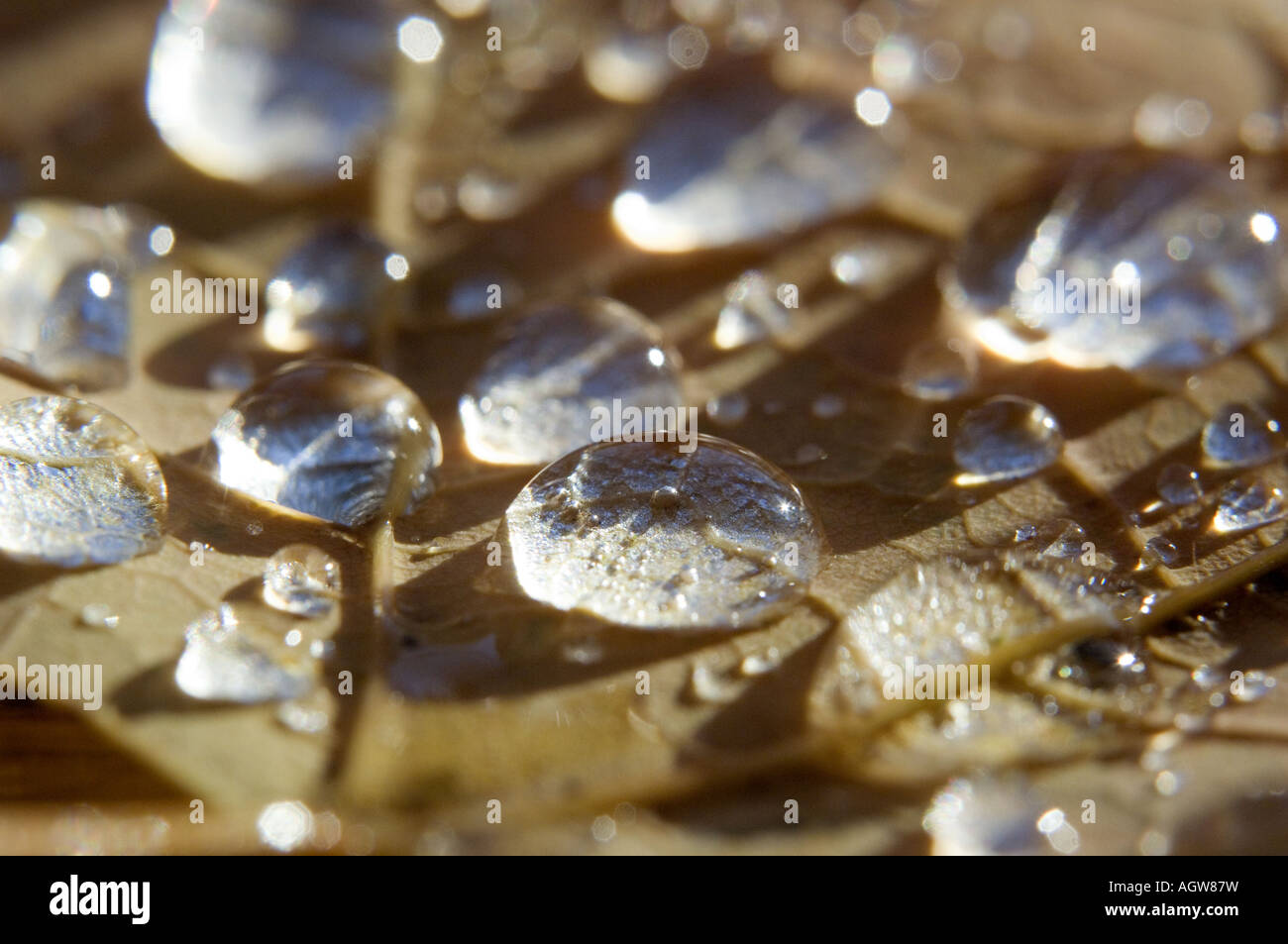 Water droplets on dried leaf Stock Photo - Alamy