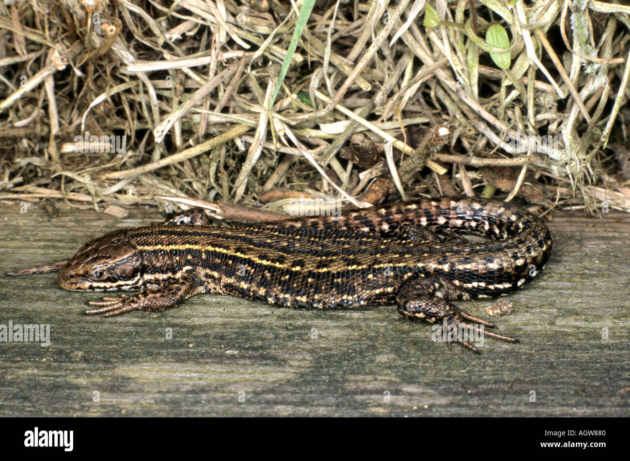 Zootoca vivipara basking lizard hi-res stock photography and images - Alamy