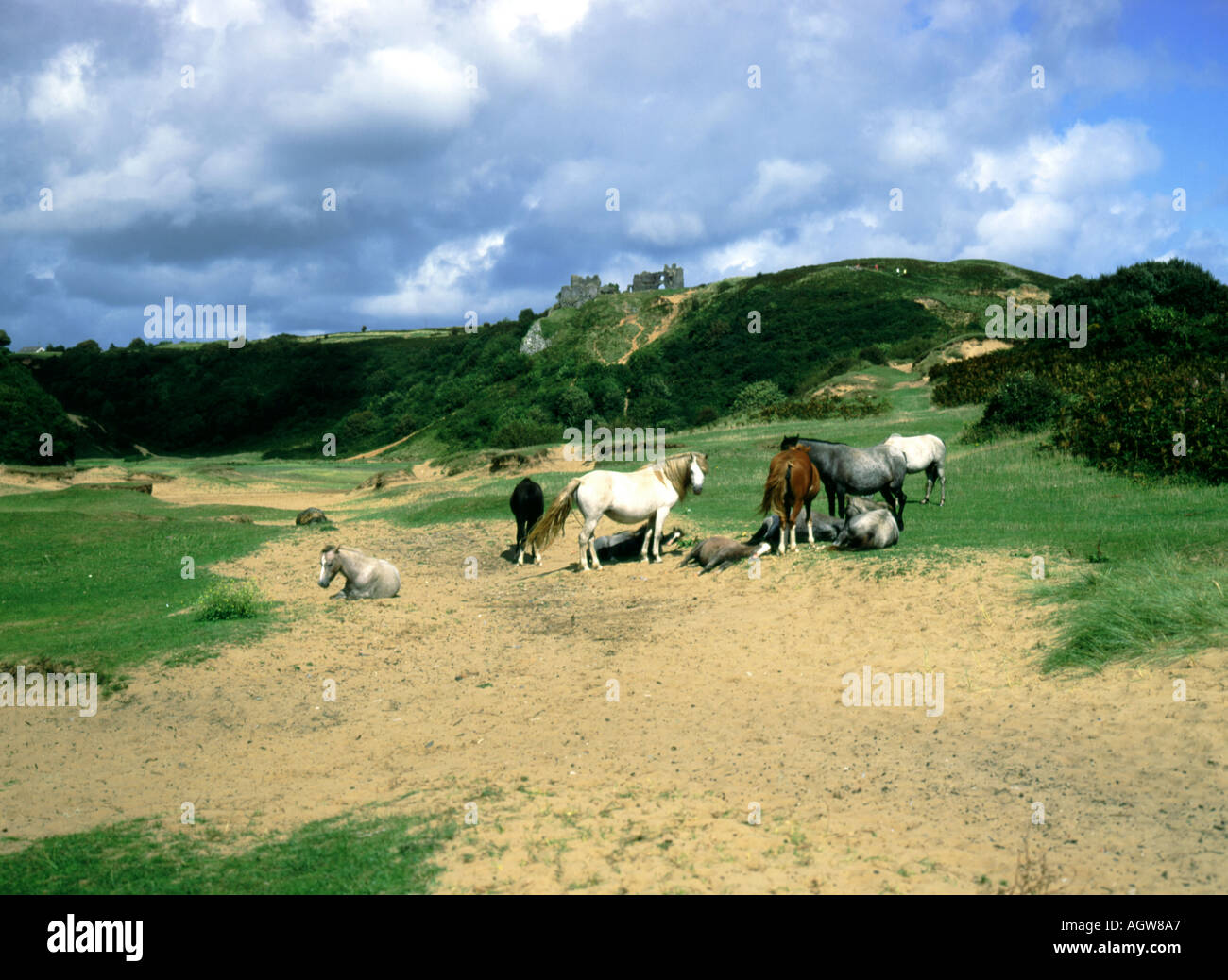 ponies on beach with pennard castle in the distance three cliffs bay ...
