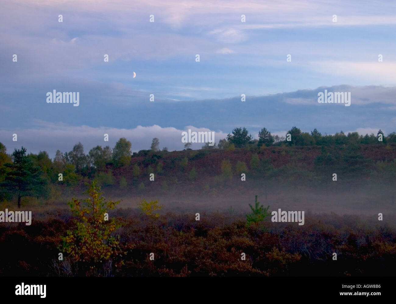 New Forest Mist Stock Photo - Alamy