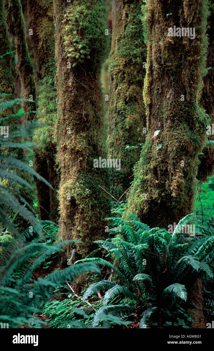 Temperate Rain Forest Stock Photo - Alamy