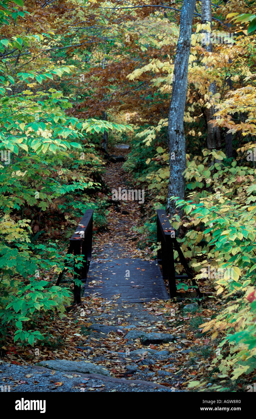Forest path and bridge Stock Photo - Alamy