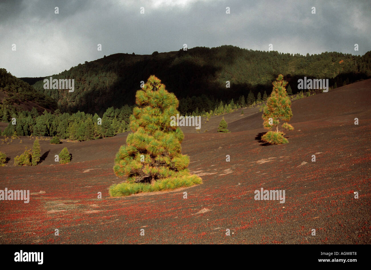 Canarian pine trees pinus canariensis hi-res stock photography and ...