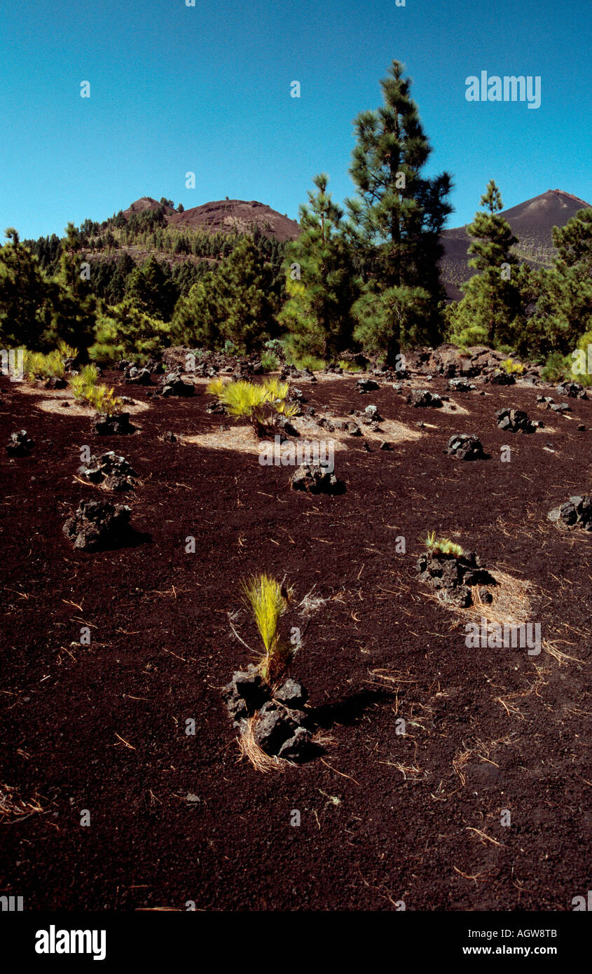Canarian pine trees pinus canariensis hi-res stock photography and ...