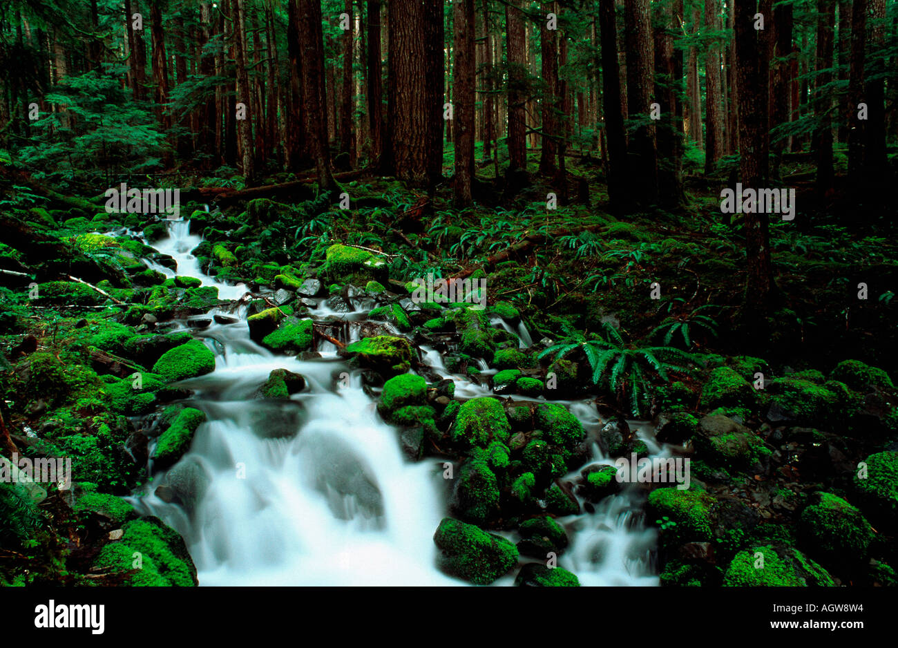 Brook in temperate rain forest hi-res stock photography and images - Alamy