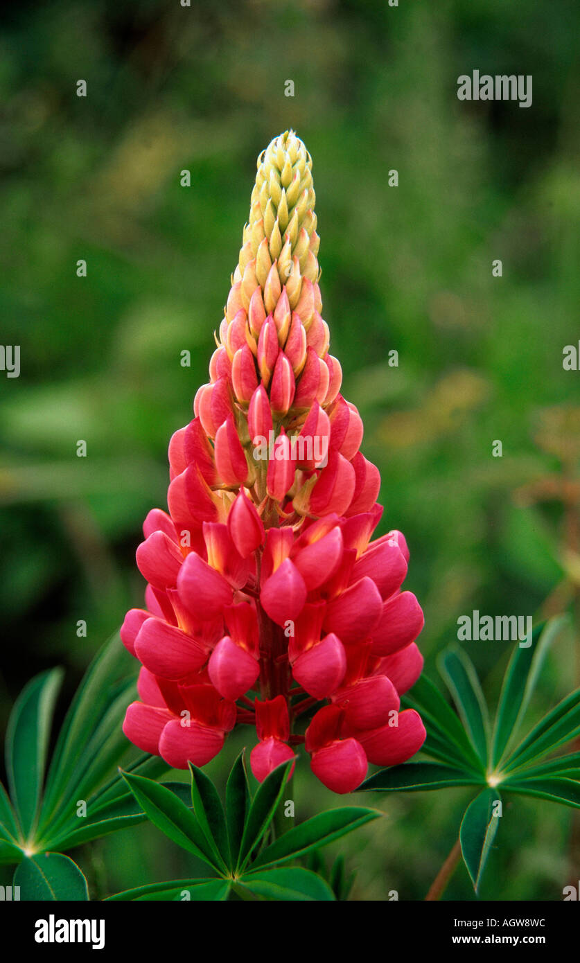 Lupine lupinus spec hi-res stock photography and images - Alamy