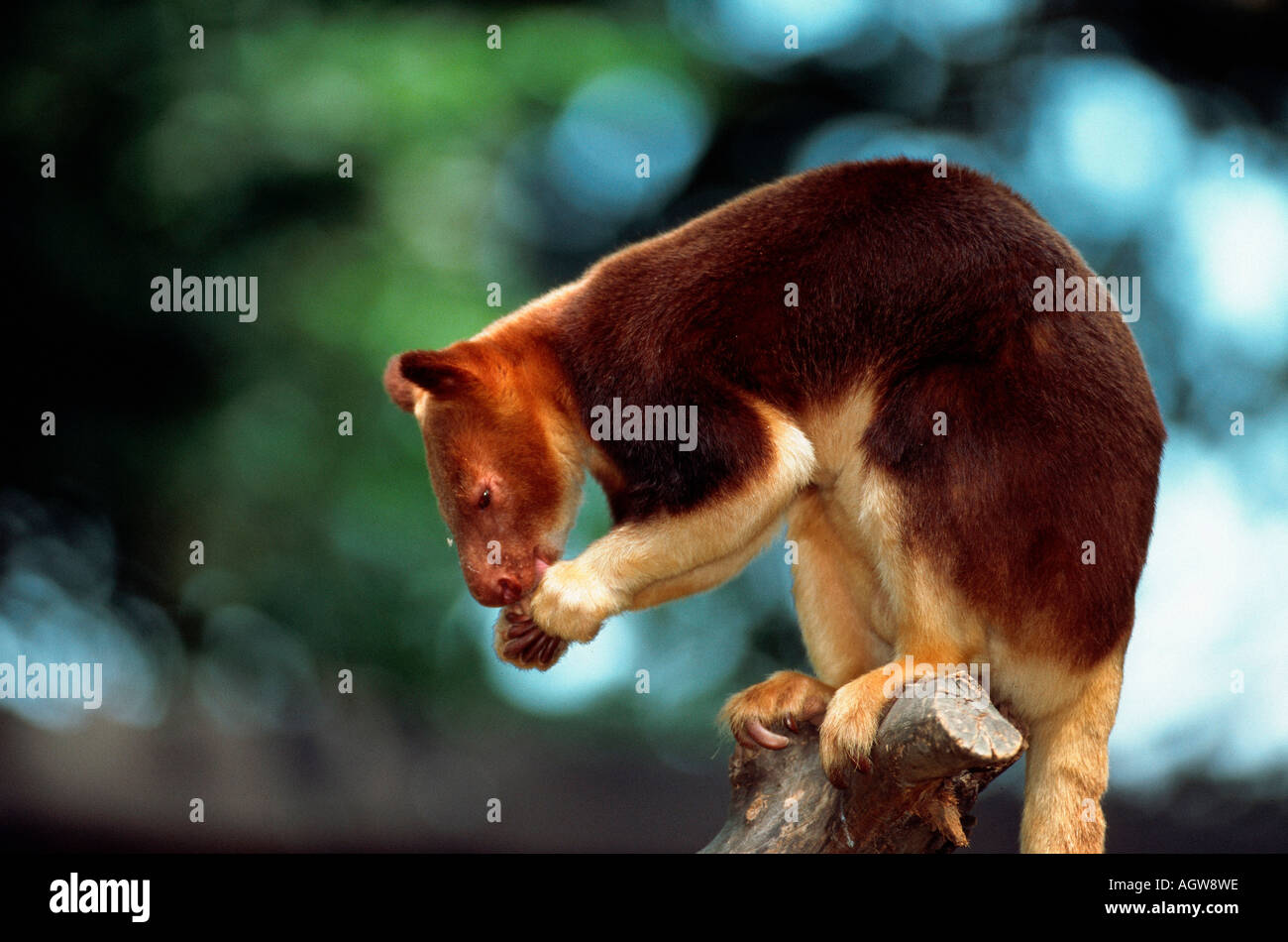 Goodfellow's Tree-kangaroo / Goodfellow Baumkaenguruh Stock Photo - Alamy