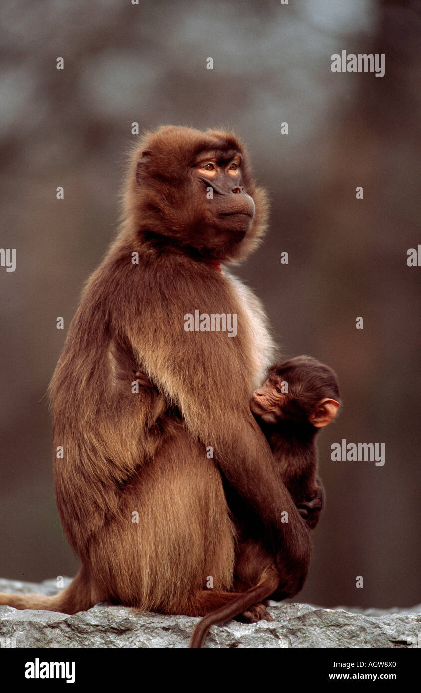 Gelada Baboon / Dschelada / Blutbrustpavian Stock Photo - Alamy