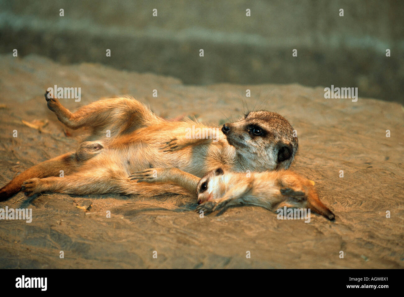 Adult Male Meerkat High Resolution Stock Photography and Images - Alamy