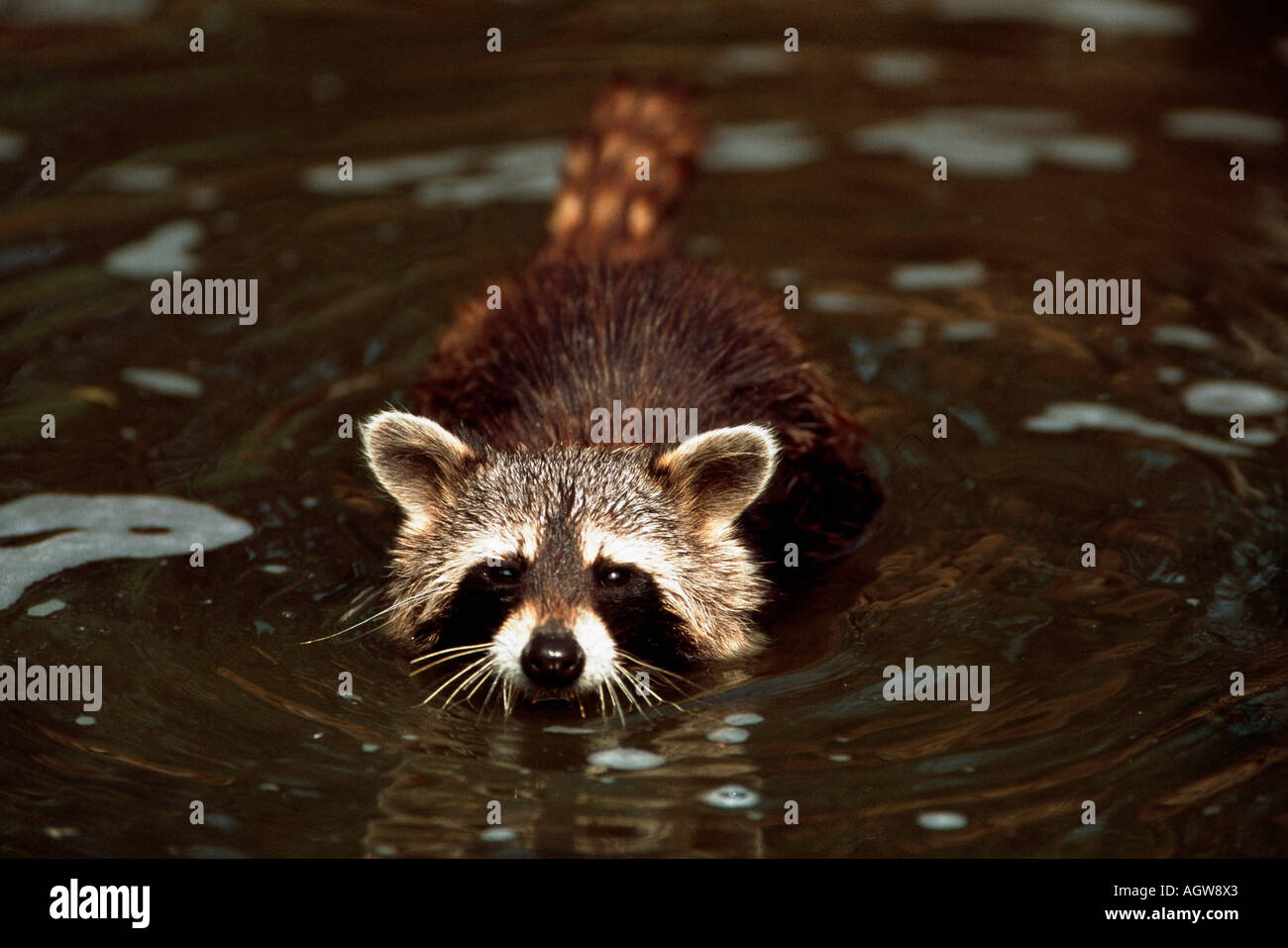 Raccoon swimming not butterfly hi-res stock photography and images - Alamy
