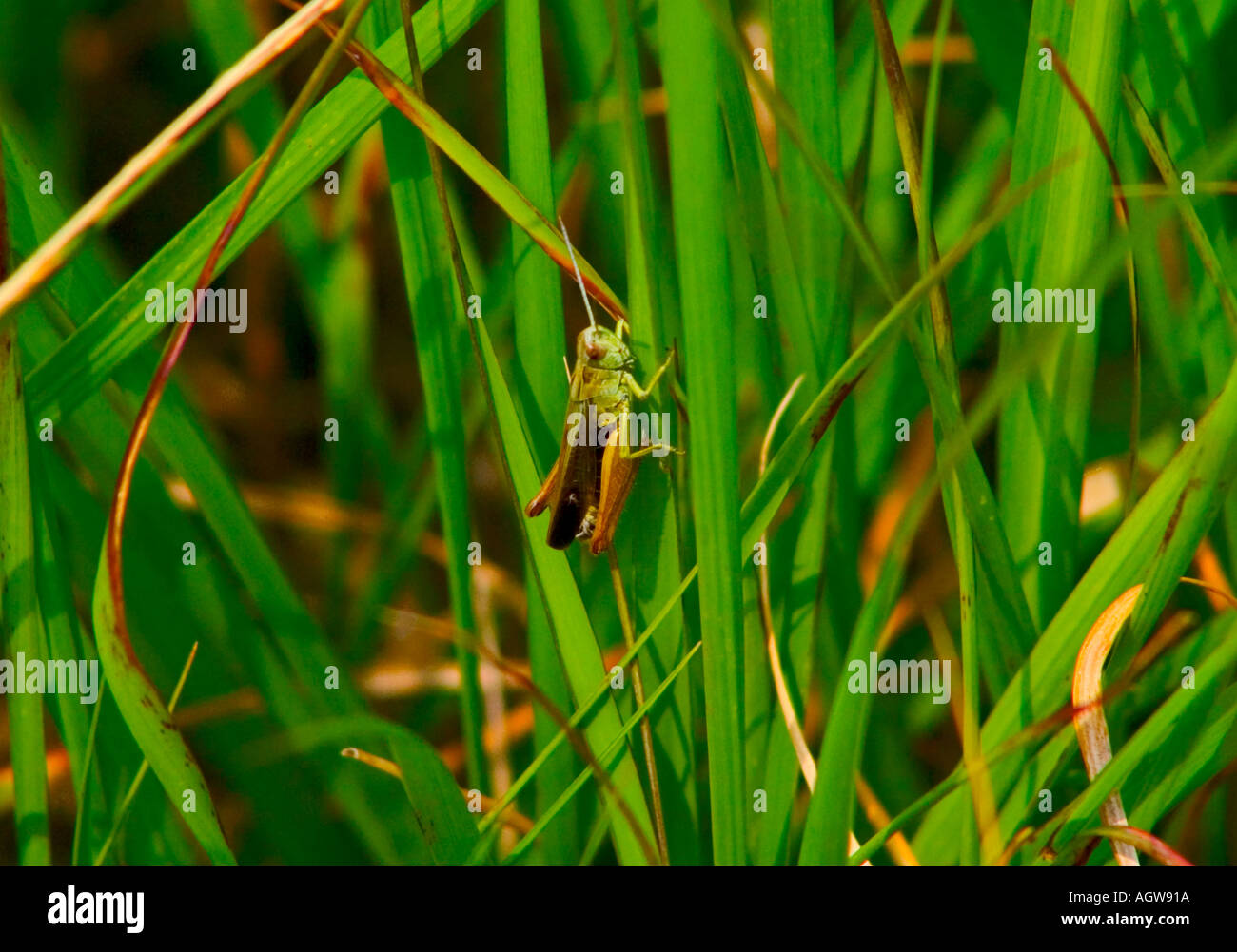 Grass hopper hi-res stock photography and images - Alamy