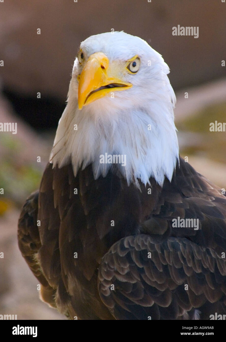 Bold eagle hi-res stock photography and images - Alamy