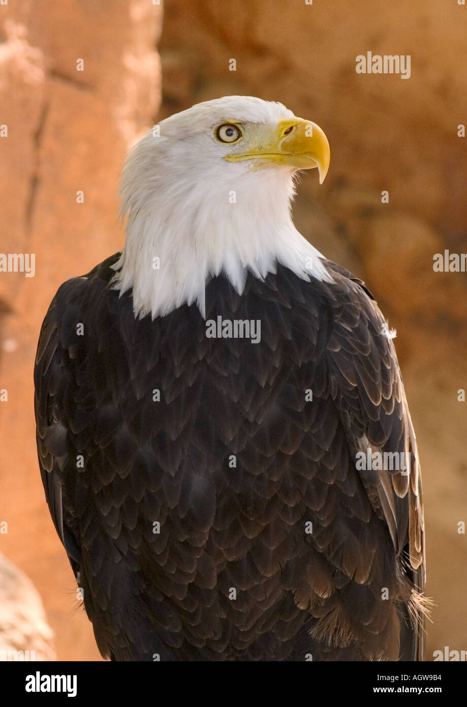Bold eagle hi-res stock photography and images - Alamy