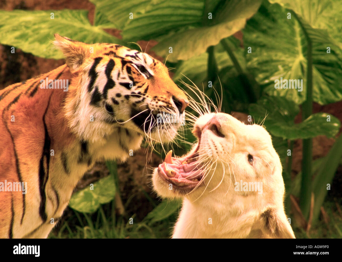 White Tiger Love