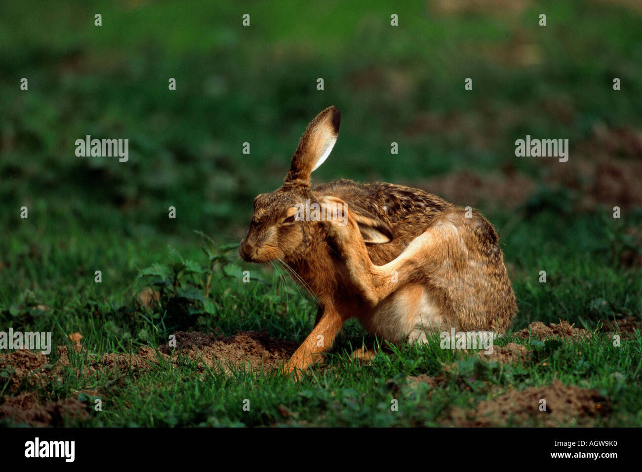 Hare scratching hi-res stock photography and images - Alamy