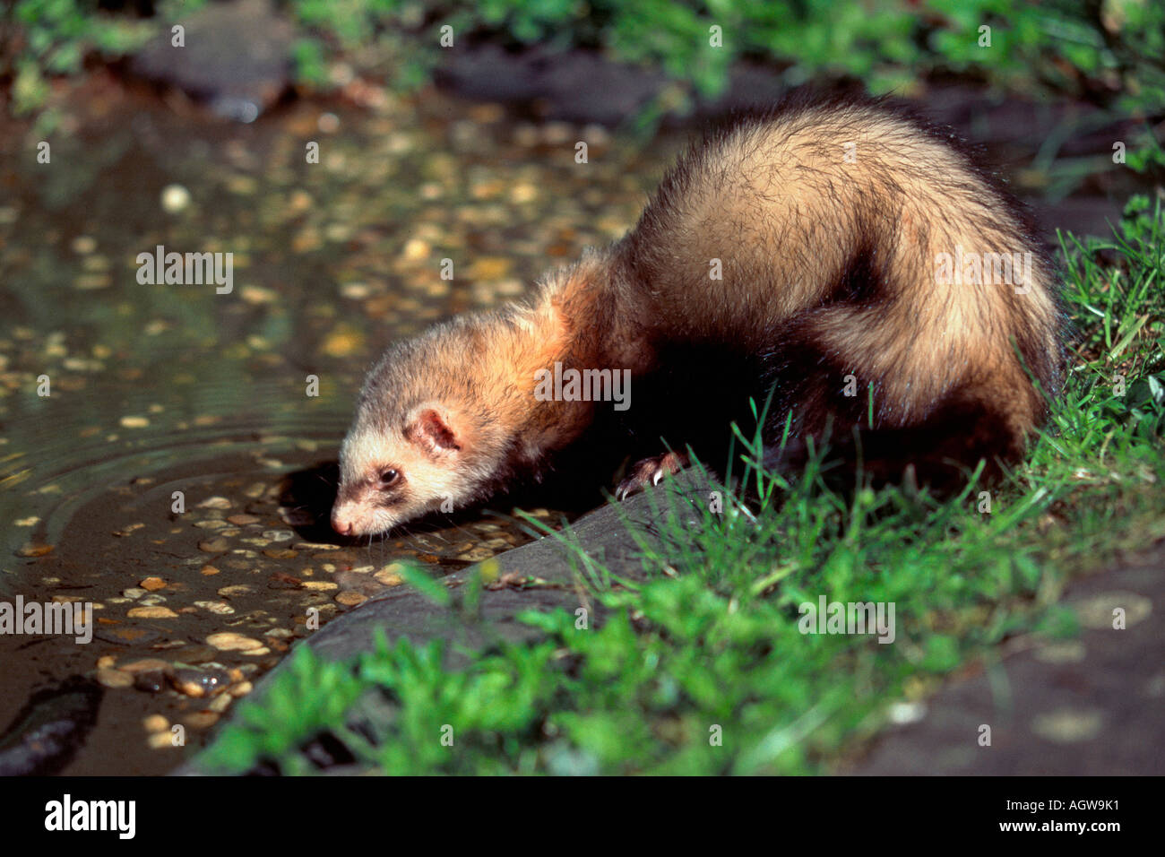Polecat / European Ferret / Europaeischer Iltis Stock Photo - Alamy