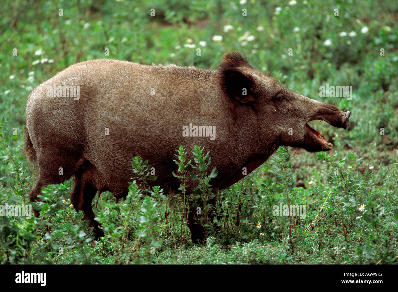 Wild Boar / Wildschwein Stock Photo - Alamy