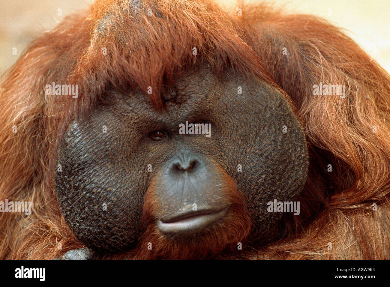 Borneo Orang-utan / Borneo-Orang-Utan Stock Photo - Alamy