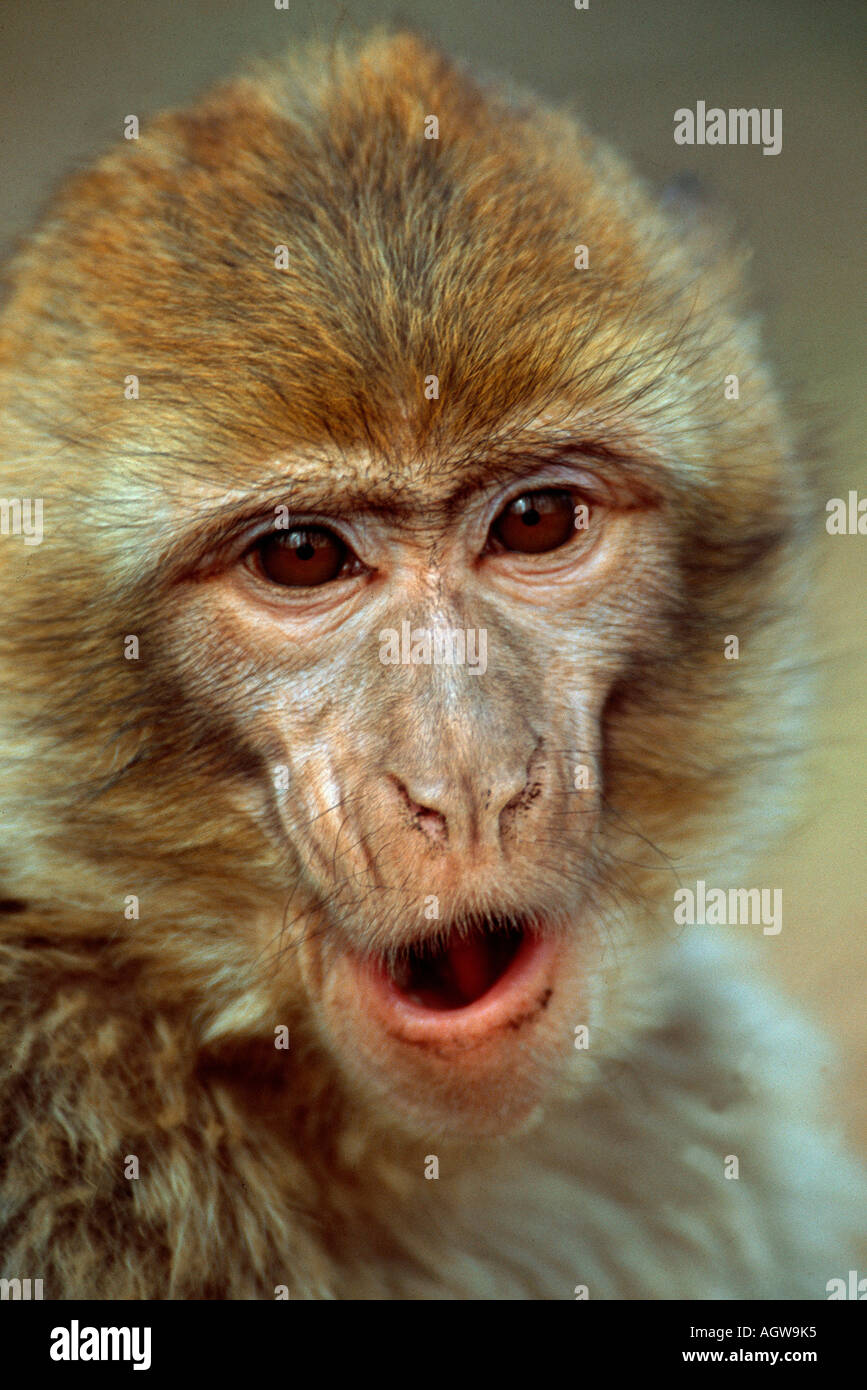 Macaque facial communication hi-res stock photography and images - Alamy