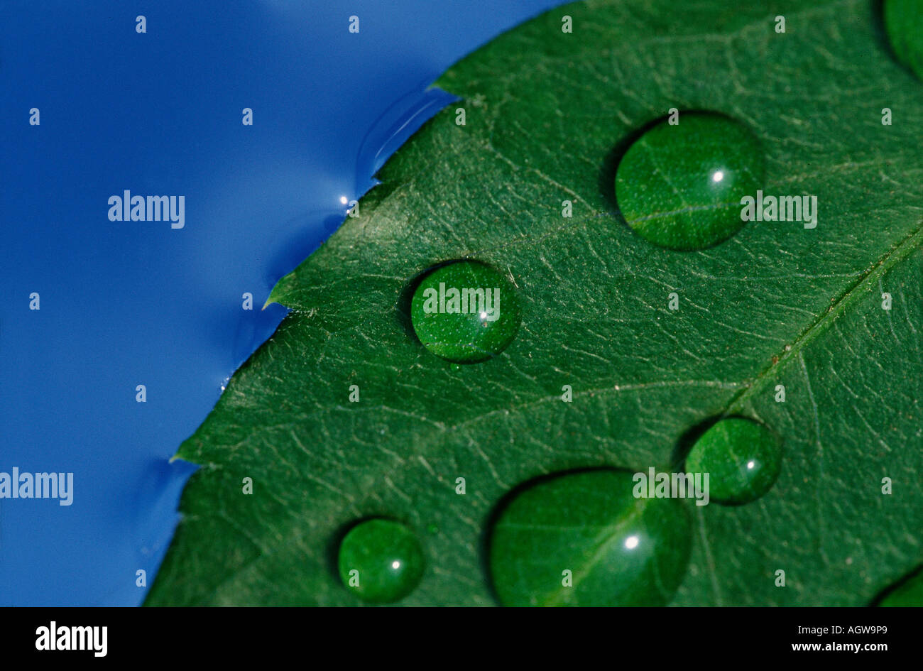 Drops of water on swimming leaf wassertropfen auf schwimmendem blatt hi ...