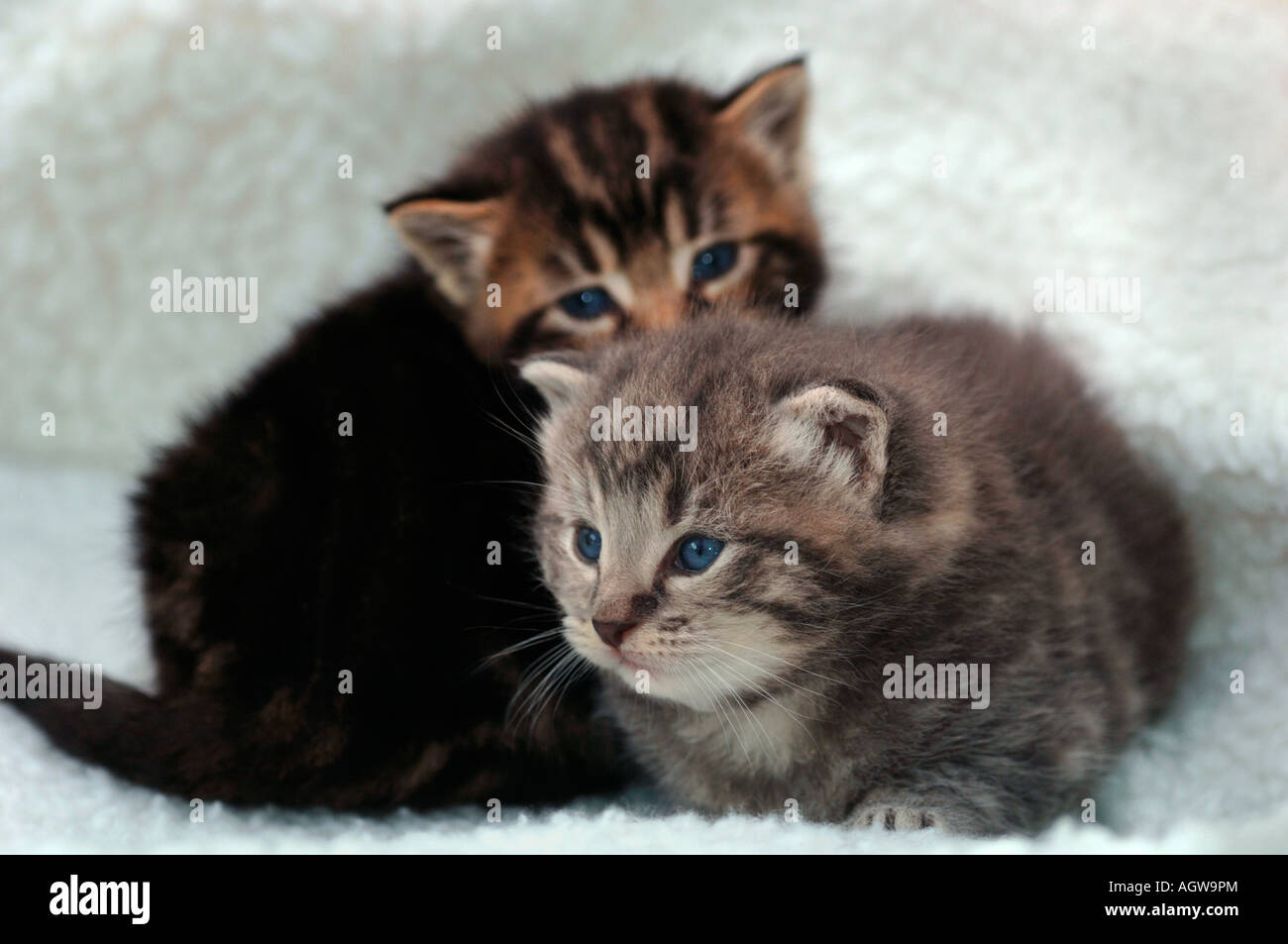 A Pair Of 3 Week Old Kittens Stock Photo - Alamy