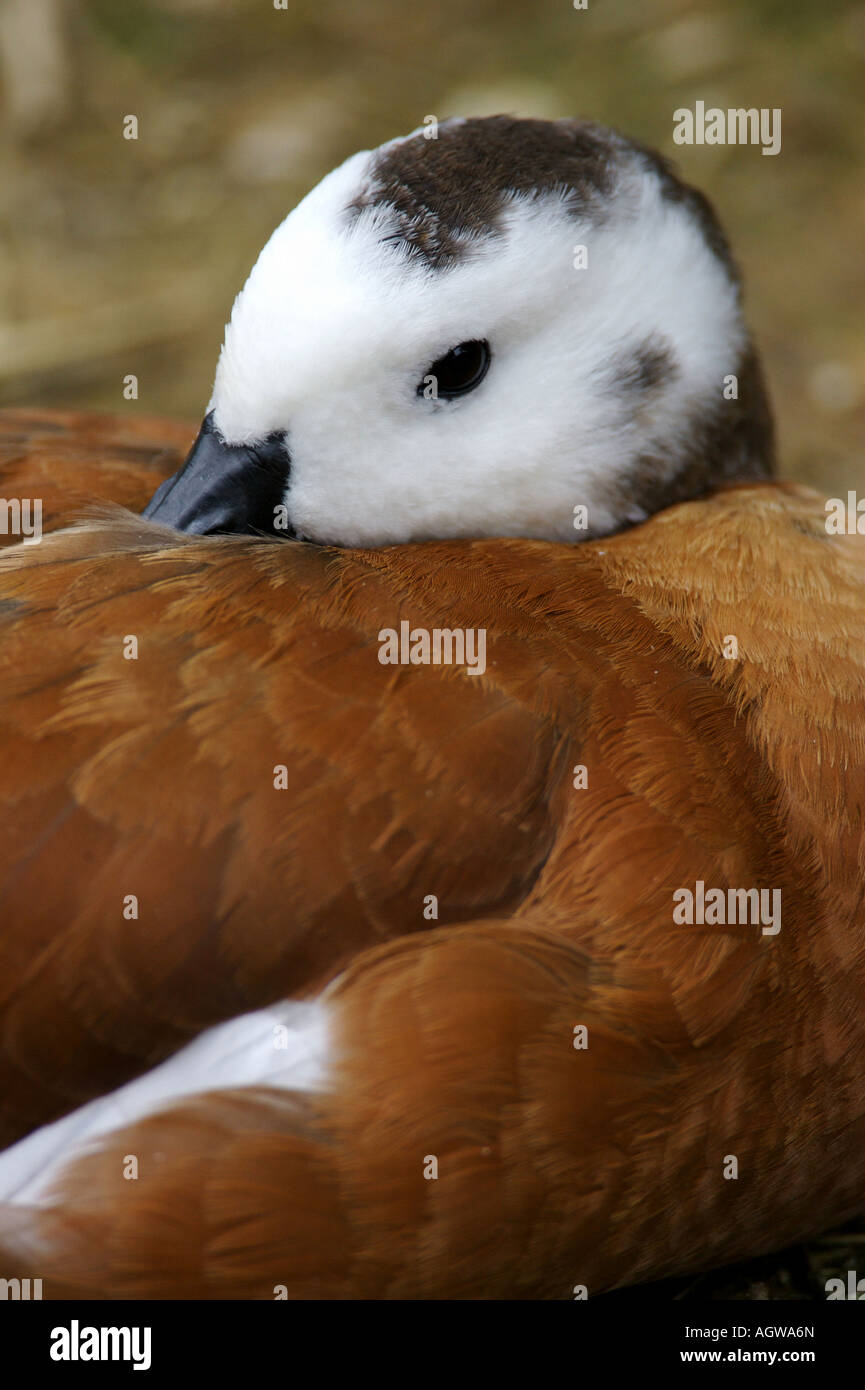 African shelducks hi-res stock photography and images - Alamy