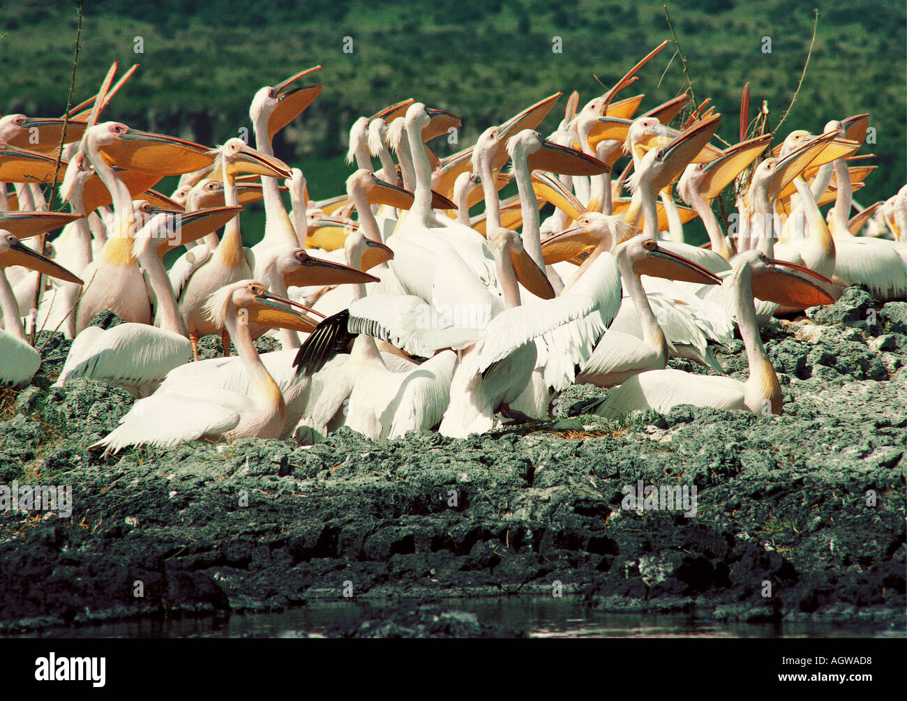 Eagle and the great rift hi-res stock photography and images - Alamy