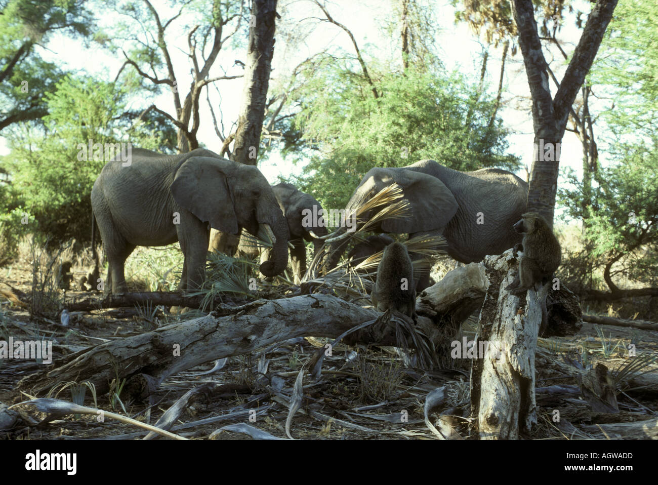 Pallm tree hi-res stock photography and images - Alamy