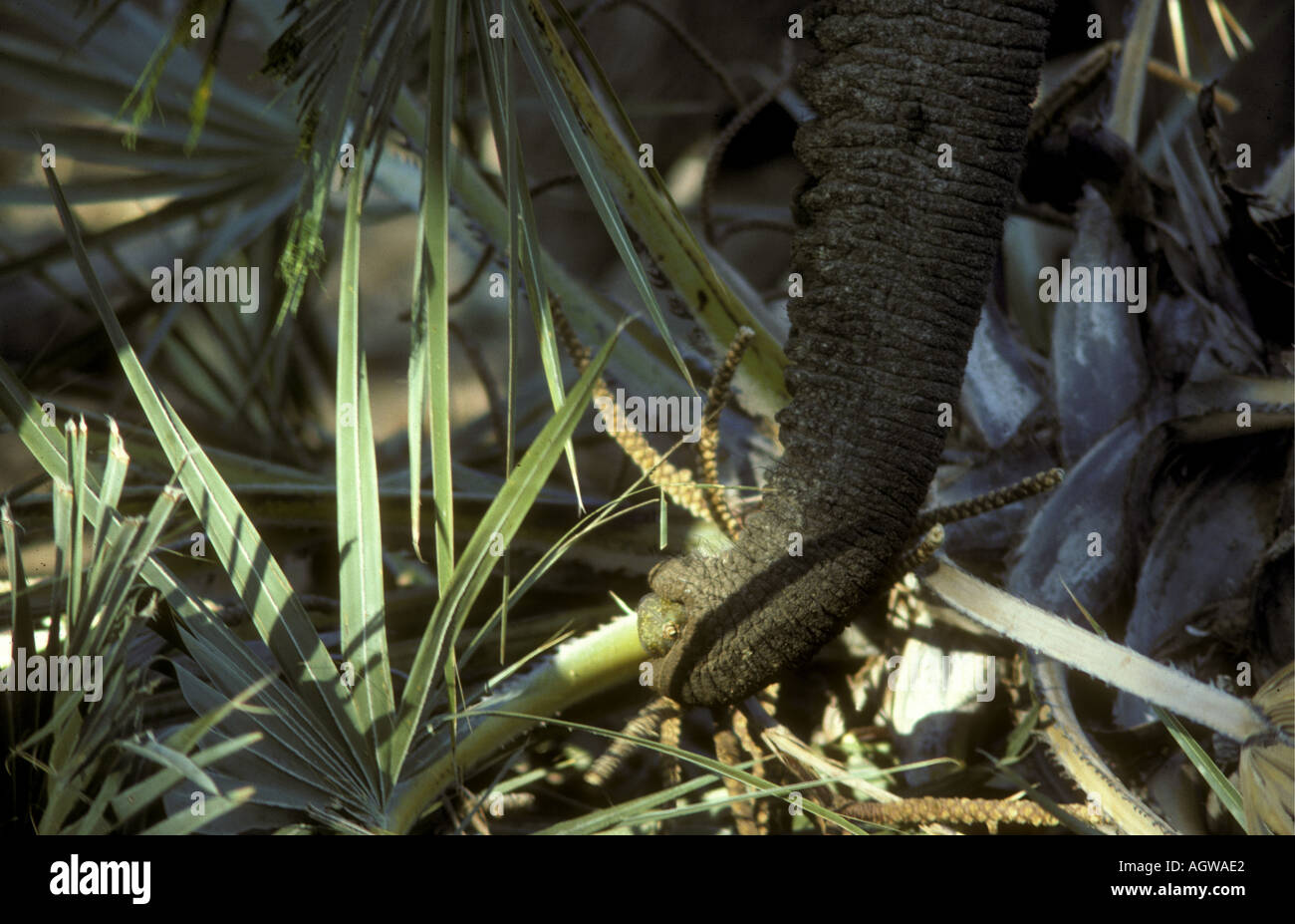 Ivory nut palm hi-res stock photography and images - Alamy