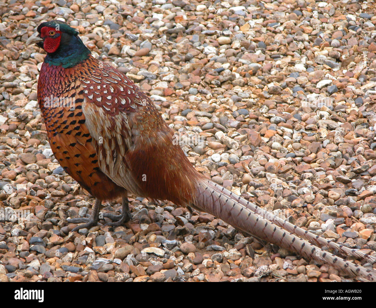 Male phesant hi-res stock photography and images - Alamy