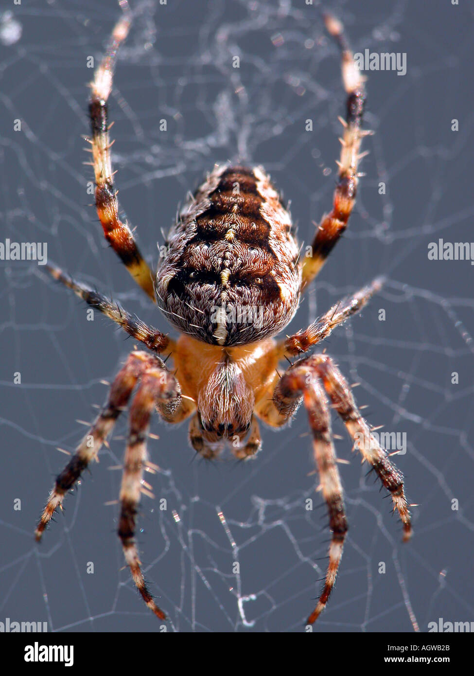 spider on web Stock Photo - Alamy