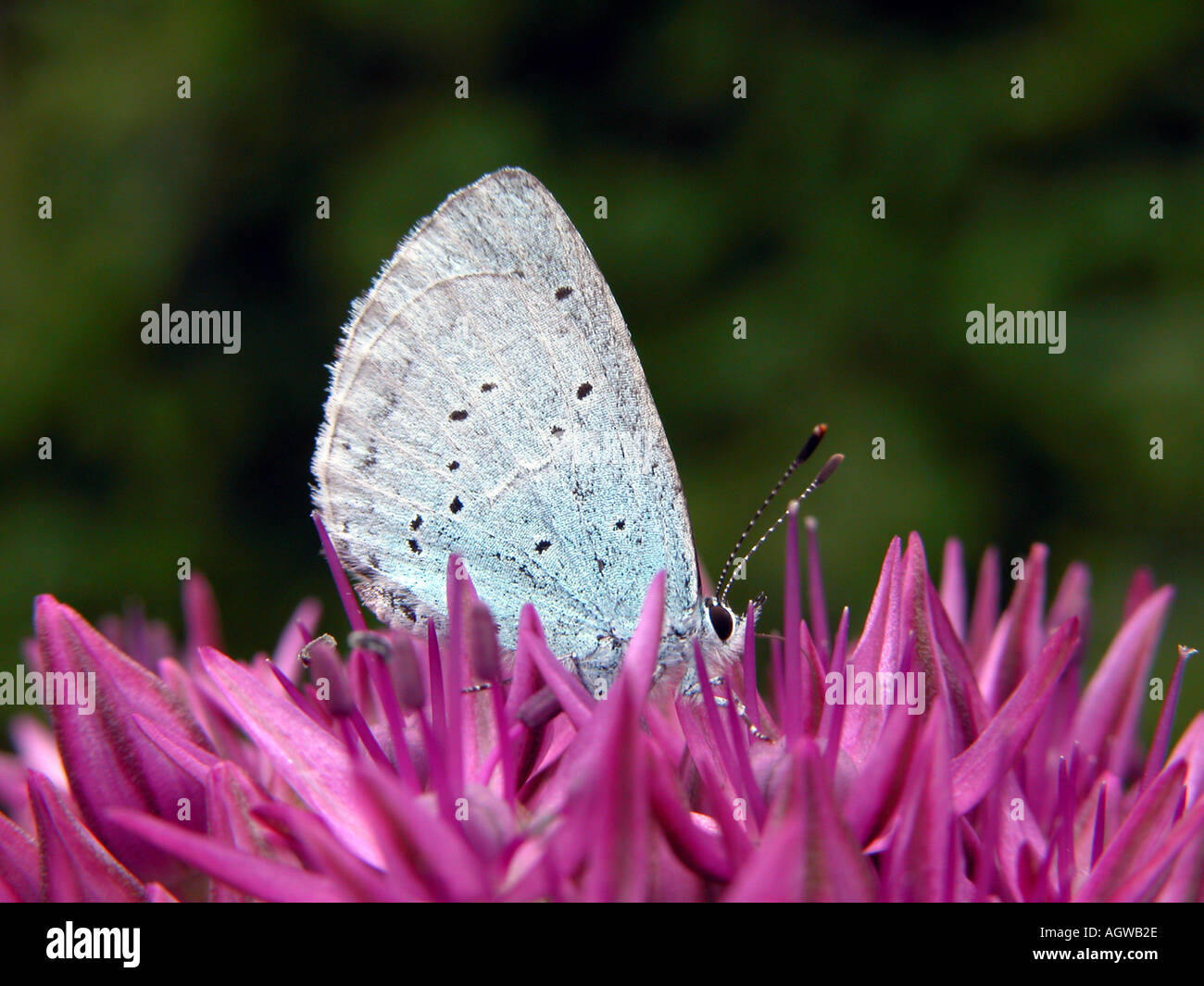 white or light blue butterfly on pink flower Stock Photo - Alamy