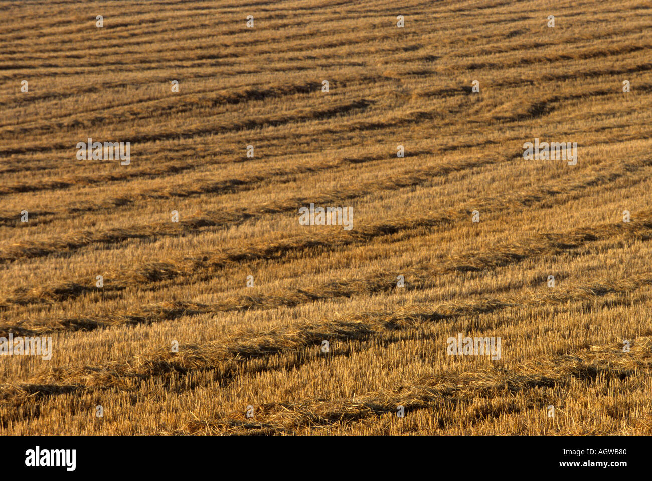 Field in france Stock Photo - Alamy