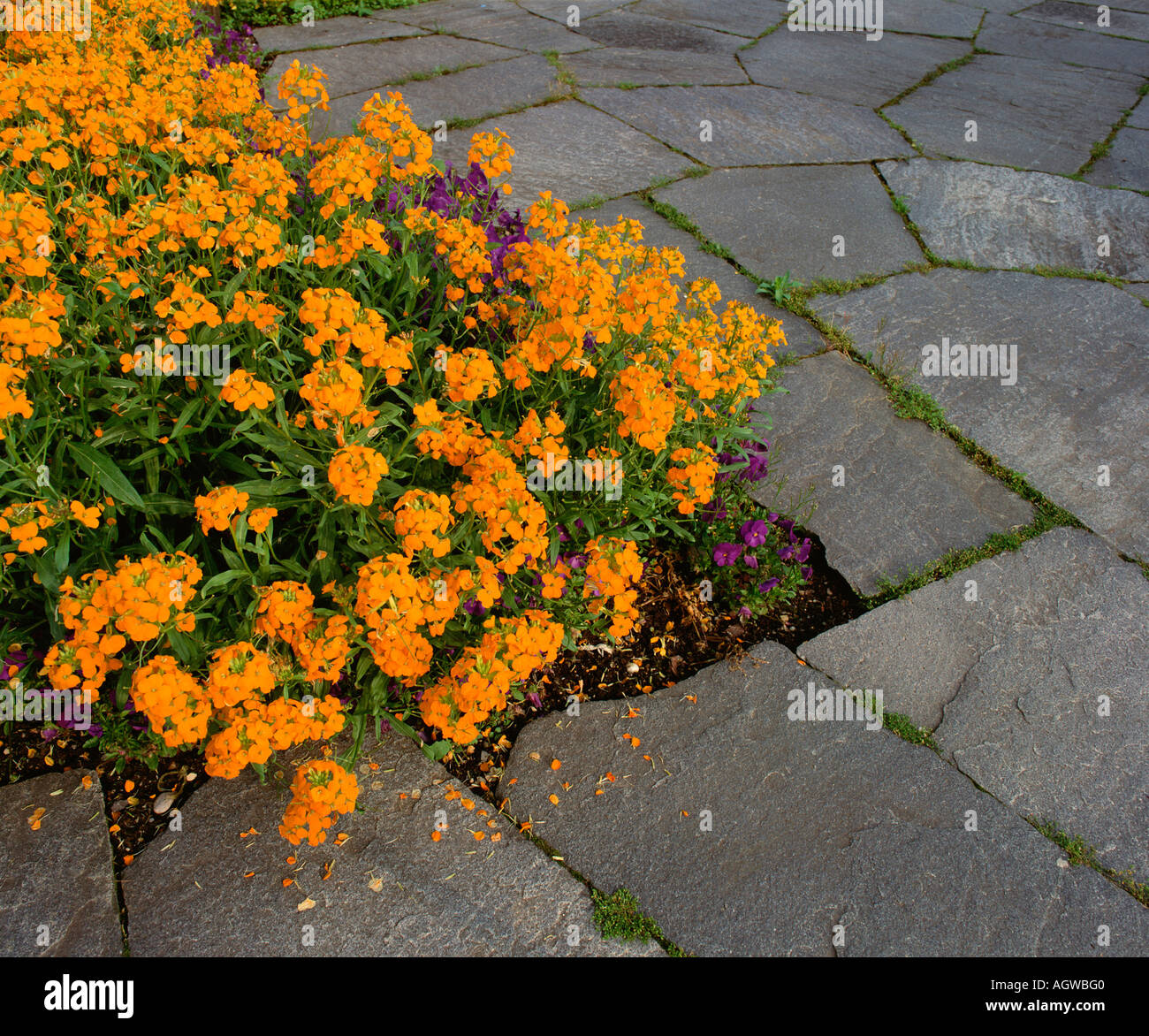Golden Bedder / Orange Bedder Stock Photo - Alamy