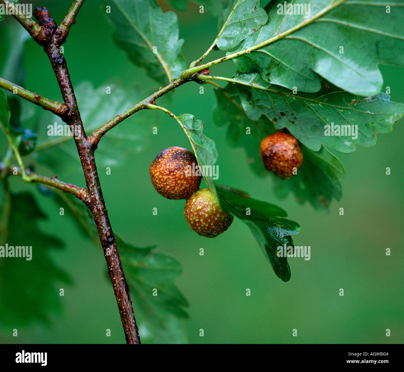 Galls on oak leaves Stock Photo - Alamy