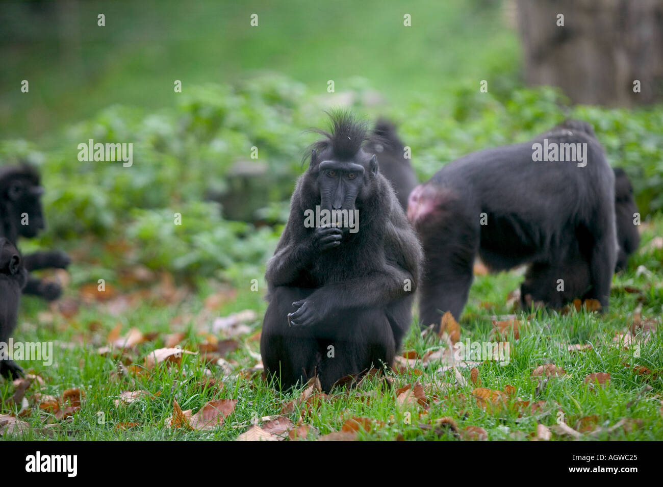 Celebes ape Celebes black ape Macaca eating food in morning Stock Photo ...