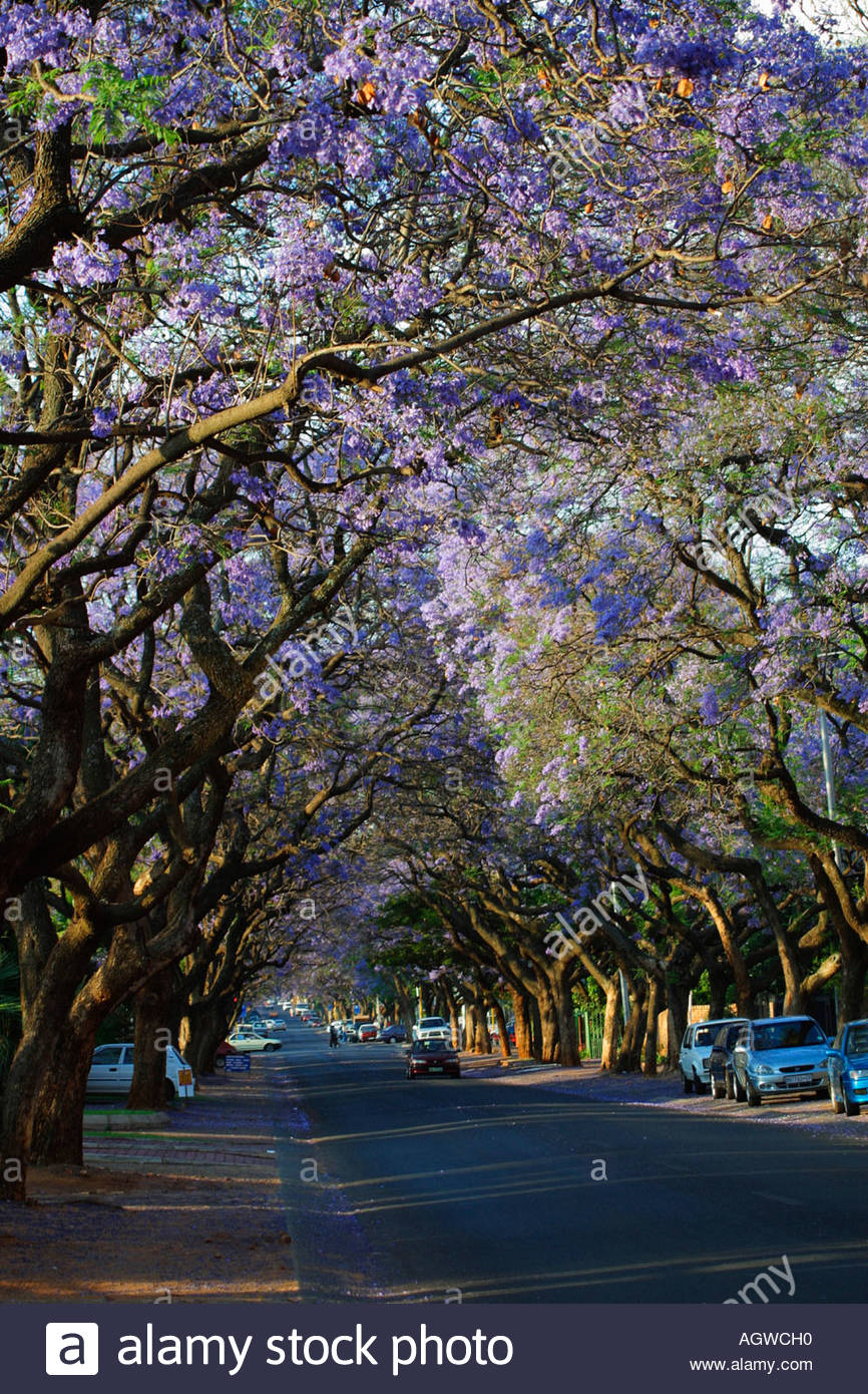 Pretoria Jacaranda Stock Photos & Pretoria Jacaranda Stock Images - Alamy