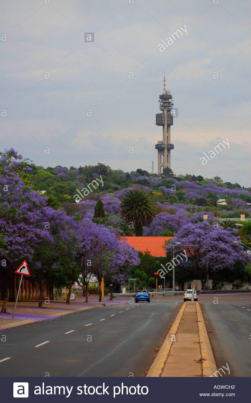 Pretoria Jacaranda Stock Photos & Pretoria Jacaranda Stock Images - Alamy