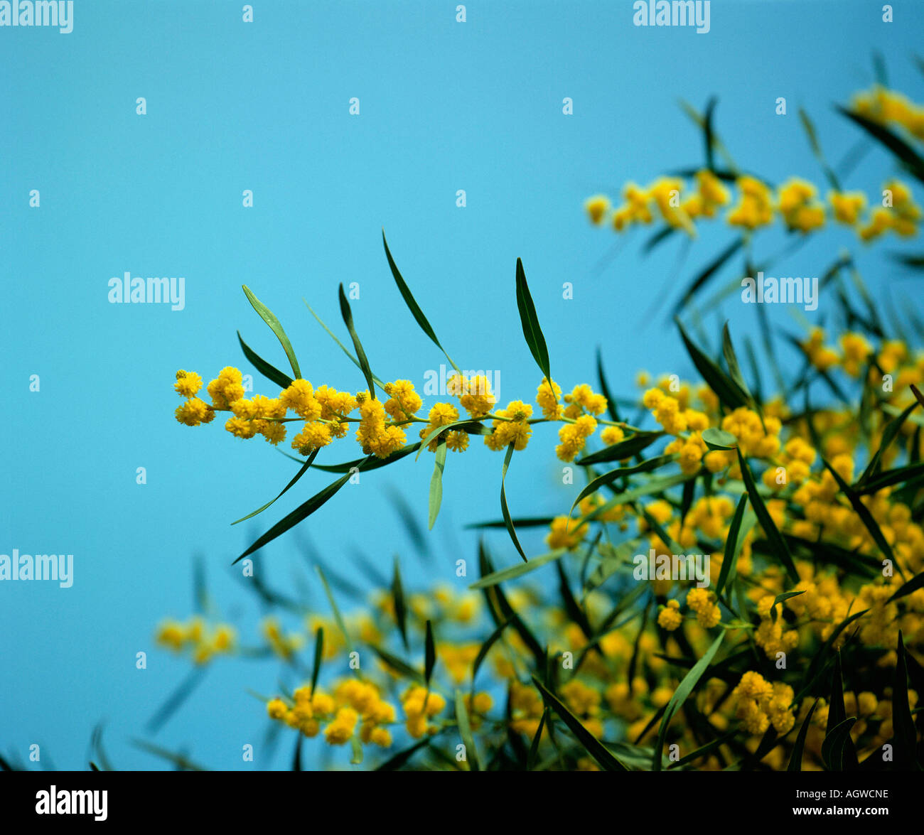 Acacia spec hi-res stock photography and images - Alamy