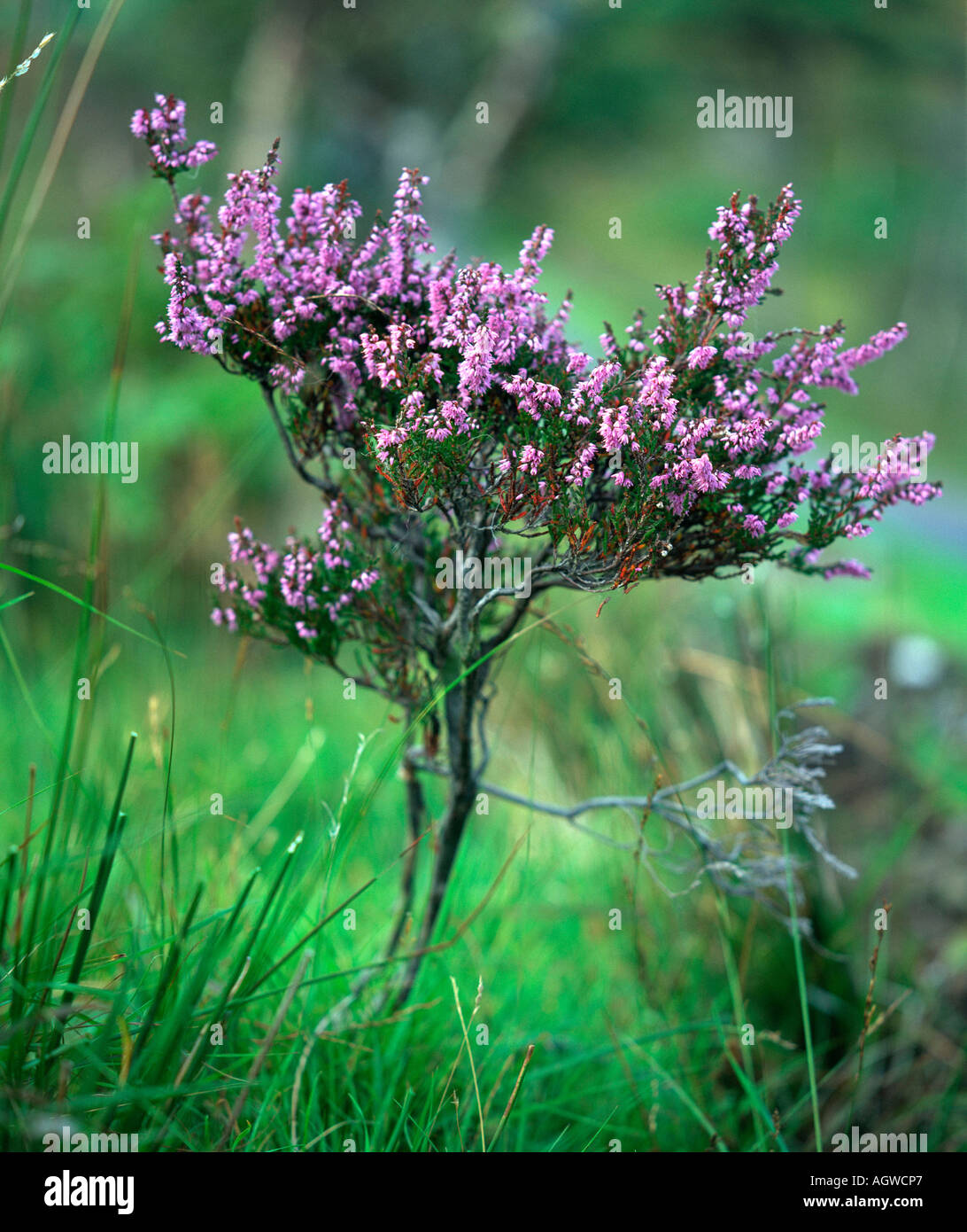 Heidekrautgewaechse hi-res stock photography and images - Alamy