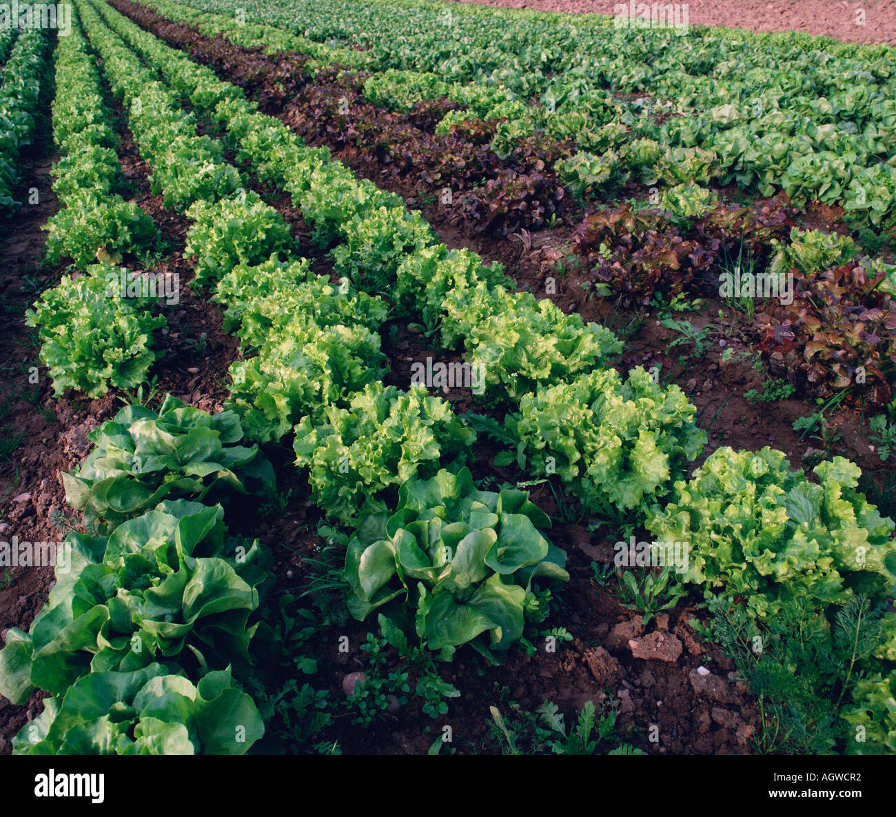 Lettuce field hi-res stock photography and images - Alamy