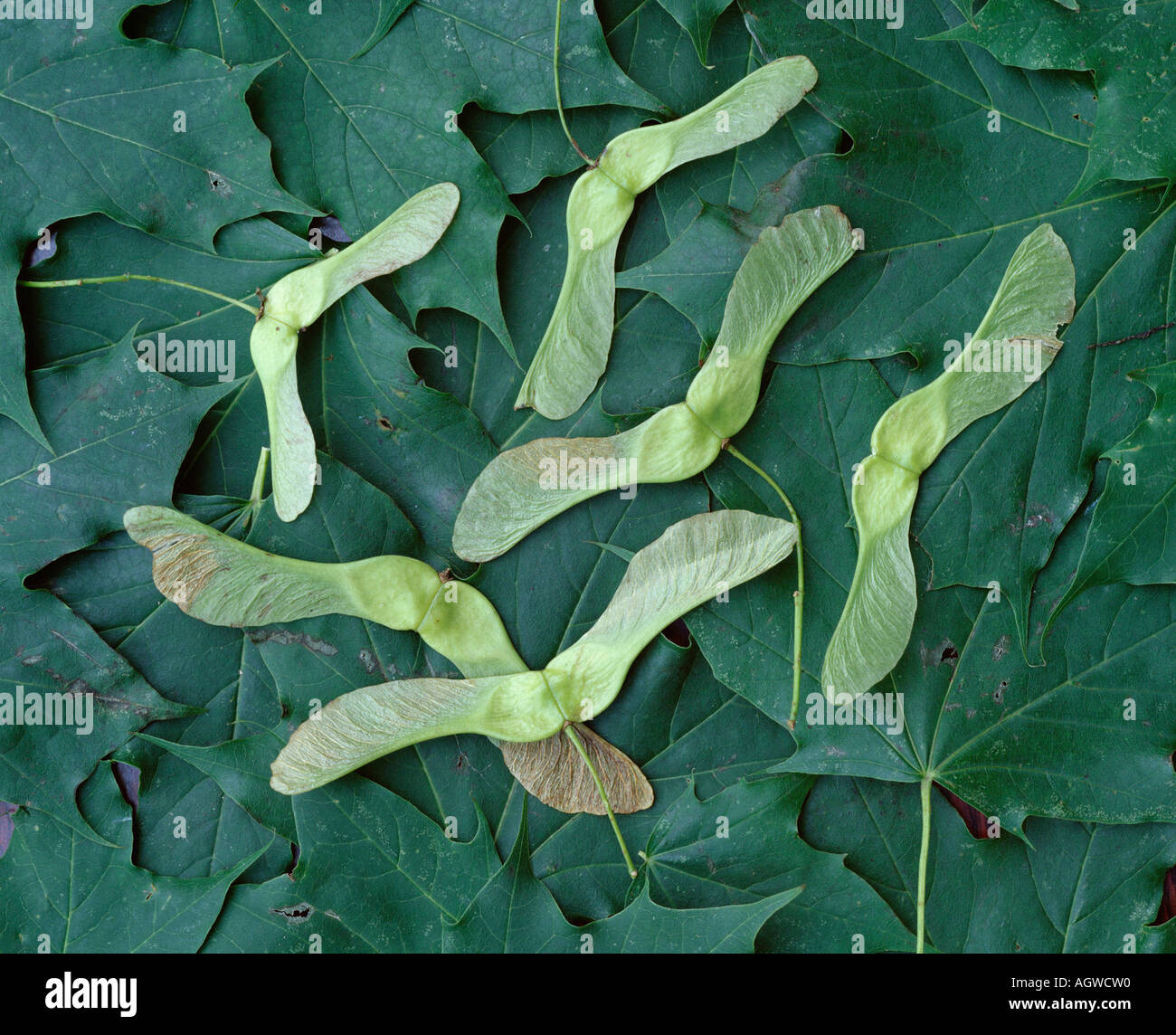Norway maple acer platanoides fruit hi-res stock photography and images ...