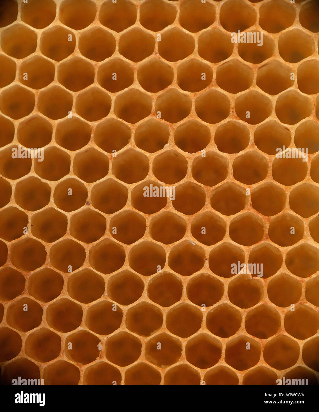 Upright comb hi-res stock photography and images - Alamy